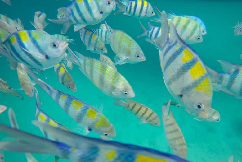 Snorkel & Fishing in Koh Chang - IntroducingBangkok.com